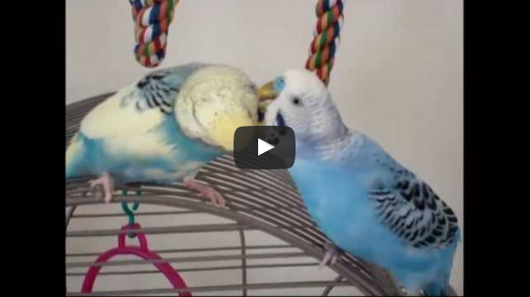 mango_blueberry_meet_001 | I Love Parakeets