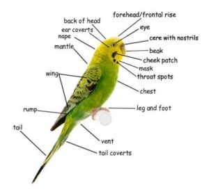 Parakeet Body Parts Explained | I Love Parakeets
