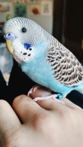 Budgie Mania! Parakeet Photo Roundup | I Love Parakeets